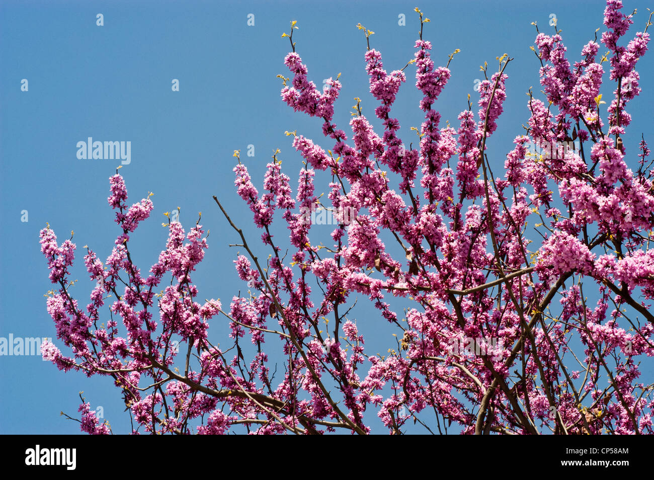 Pink violet flowers, buds of Eastern Red Bud, Eastern United States ...