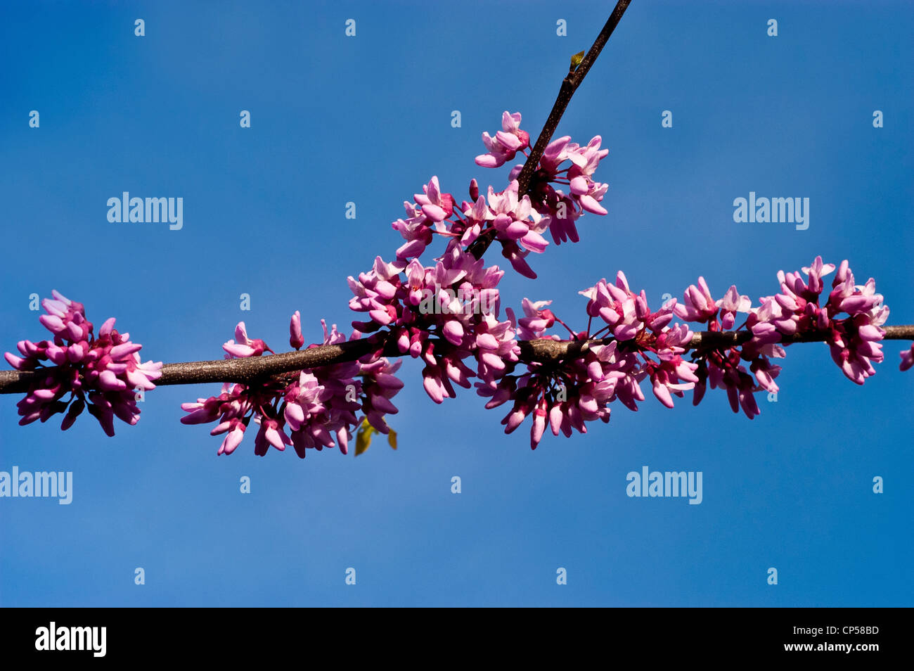 Pink violet flowers, buds of Eastern Red Bud, Eastern United States ...