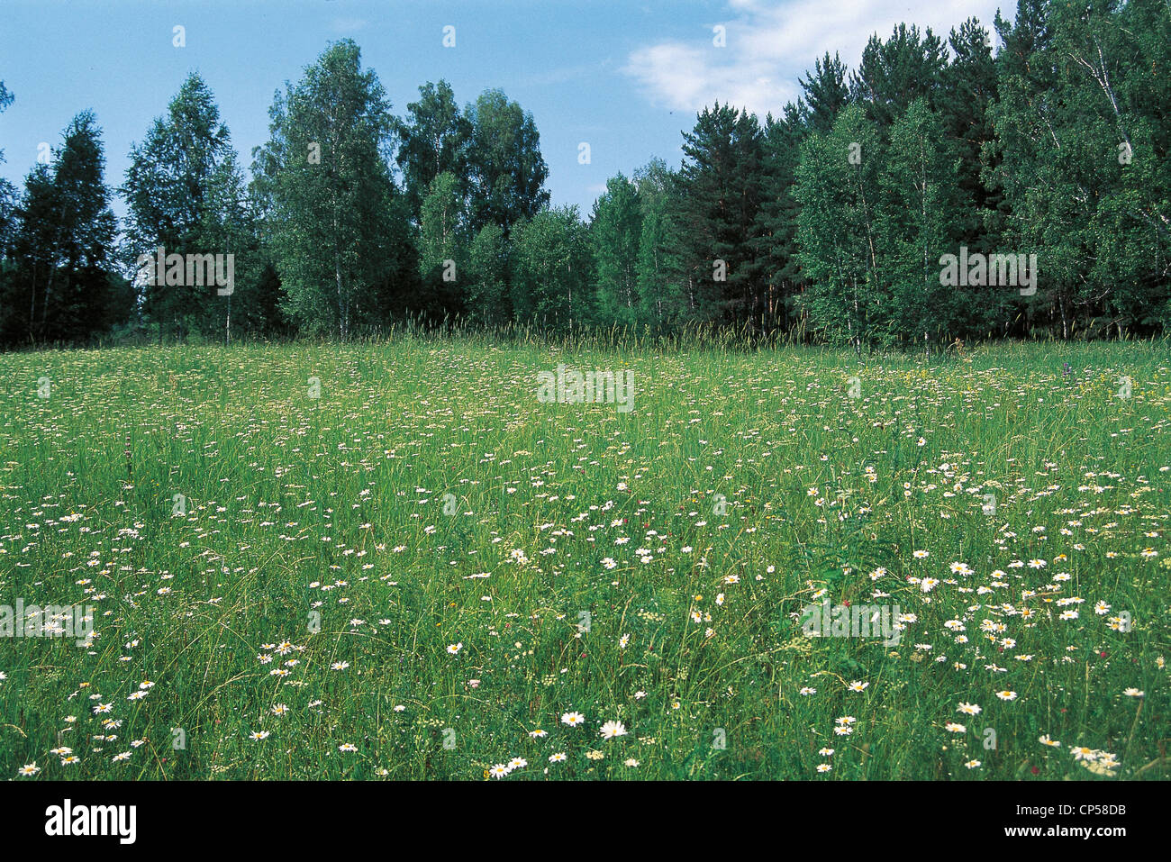 Russia - Siberia. Meadow at the edge of a forest of conifers Stock ...