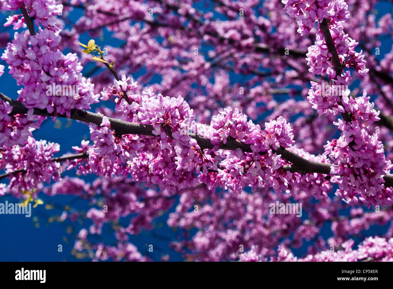 Pink violet flowers, buds of Eastern Red Bud, Eastern United States ...