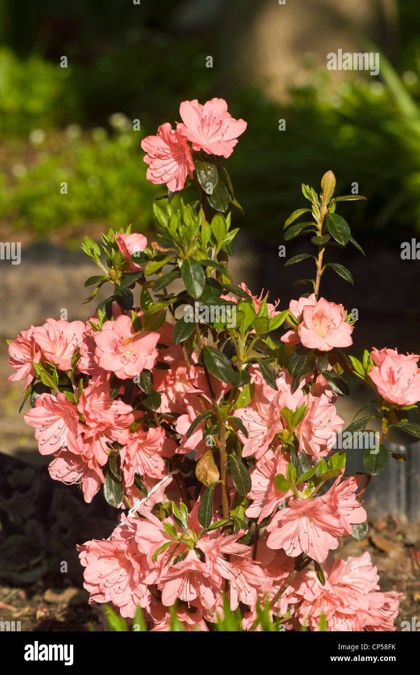 Pink flowers of Azalea, Rhododendron Stock Photo - Alamy