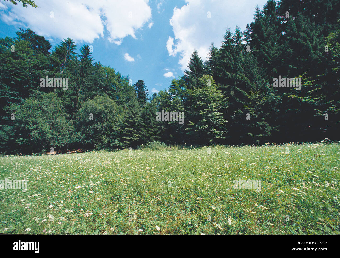 Germany Bavaria Bavarian Forest National Park Stock Photo - Alamy