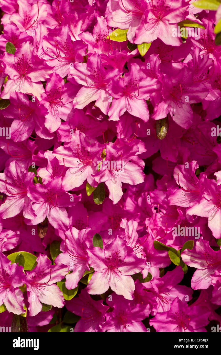 Pink violet flowers of Azalea, Rhododendron Stock Photo - Alamy