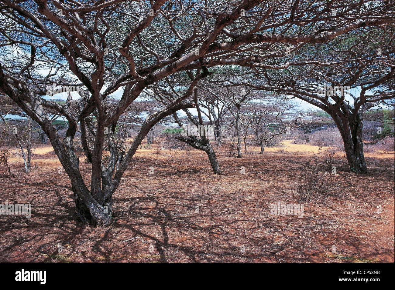 Somalia - thorny acacia trees (Gleditsch triacanthos Stock Photo - Alamy