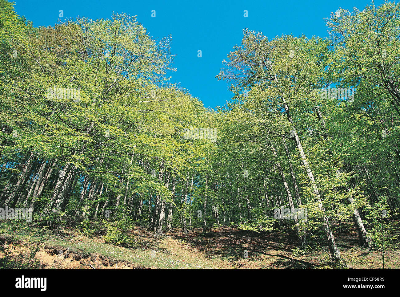 CALABRIA Calabria National Park (SILA) SILA FORESTS IN THE AREA OF ...