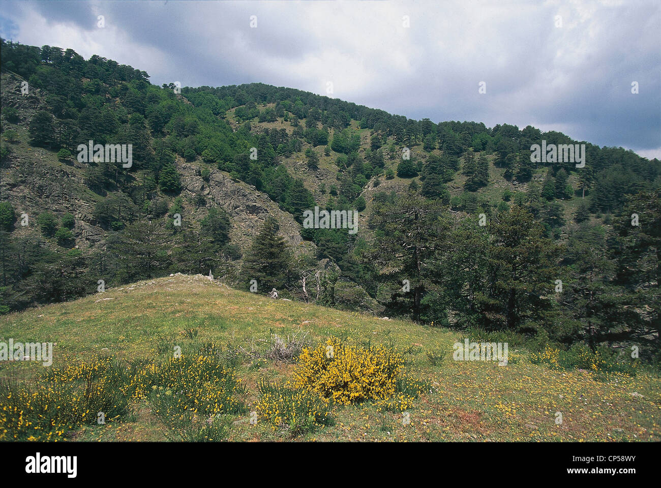 Calabria - Aspromonte National Park. Woods at Gambarie Stock Photo - Alamy
