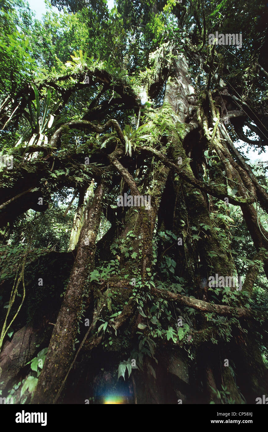 Mexico - Chiapas - Selva Lacandon, Mesoamerican rainforest Stock Photo ...