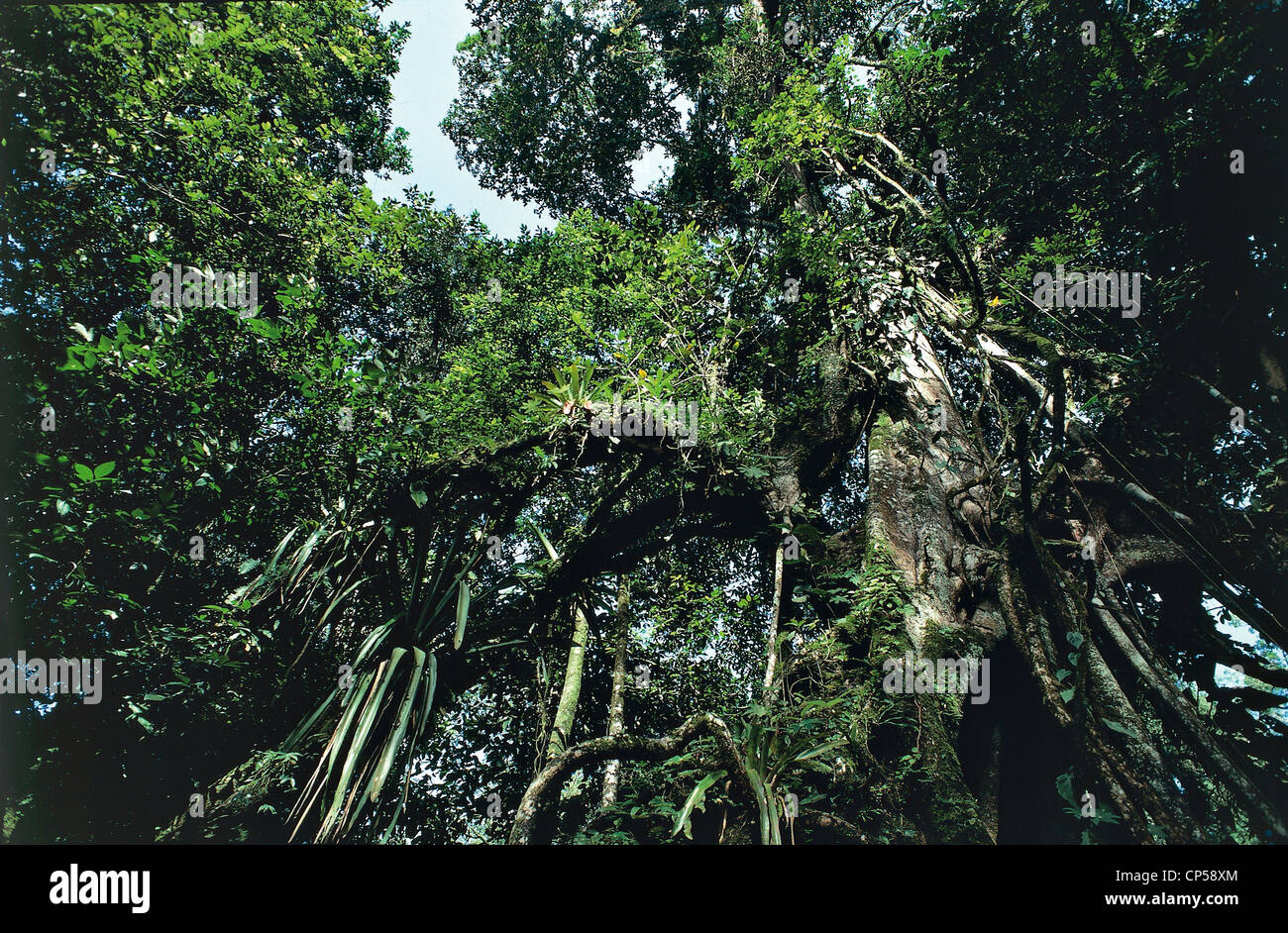 Mexico - Chiapas - Selva Lacandon, Mesoamerican rainforest Stock Photo ...