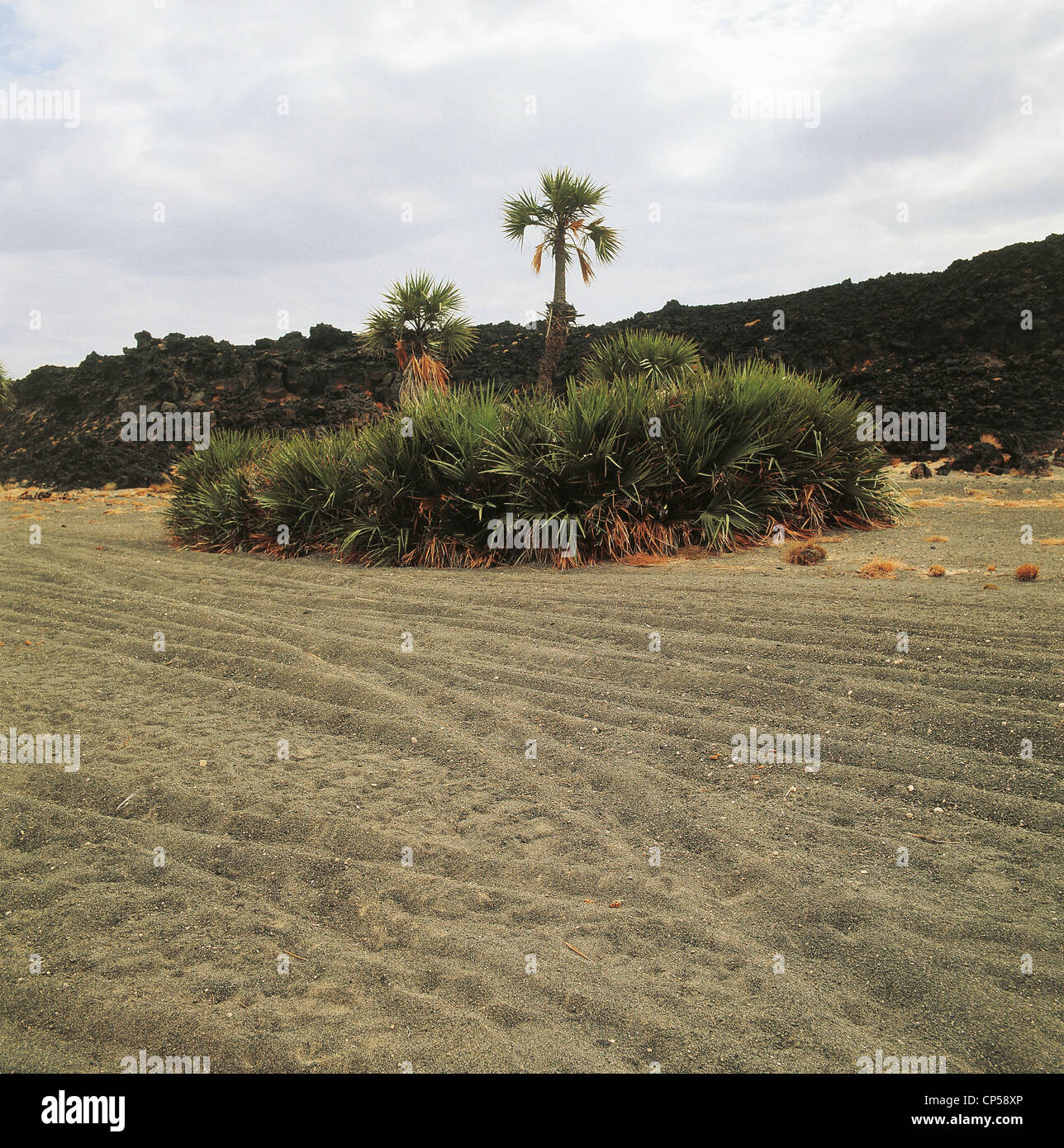 Djibouti - Lake Assal, palm trees Stock Photo - Alamy