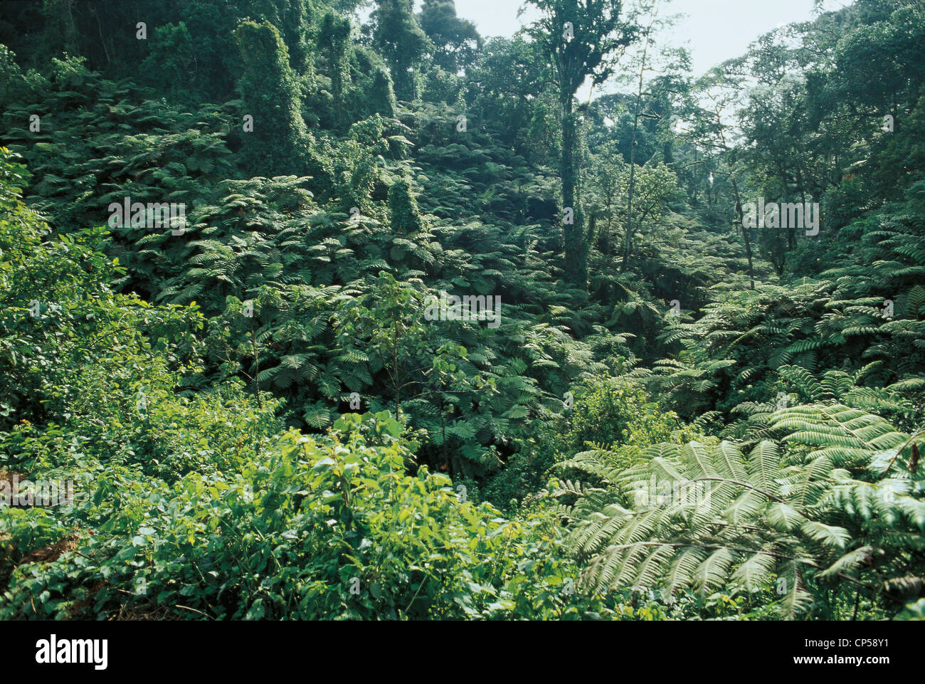 Democratic Republic of Congo - Forest of altitude, vegetation and ferns ...