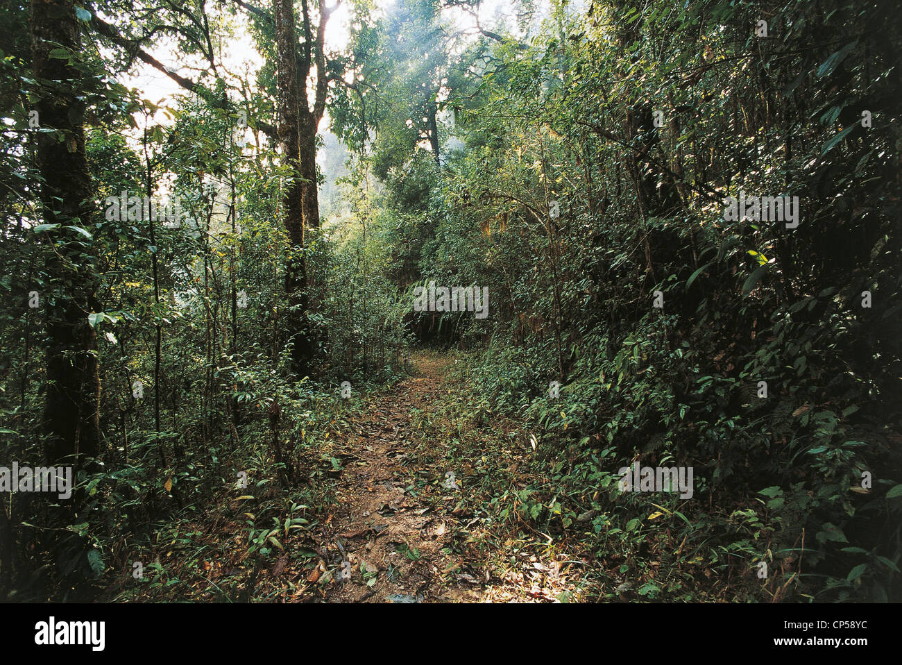 Warm temperate forests hi-res stock photography and images - Alamy