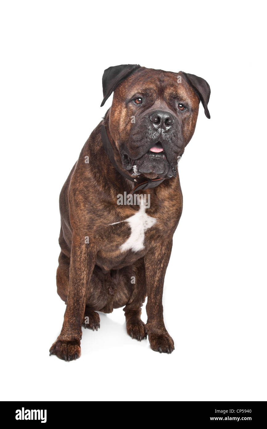 Full Grown English Bull Mastiff