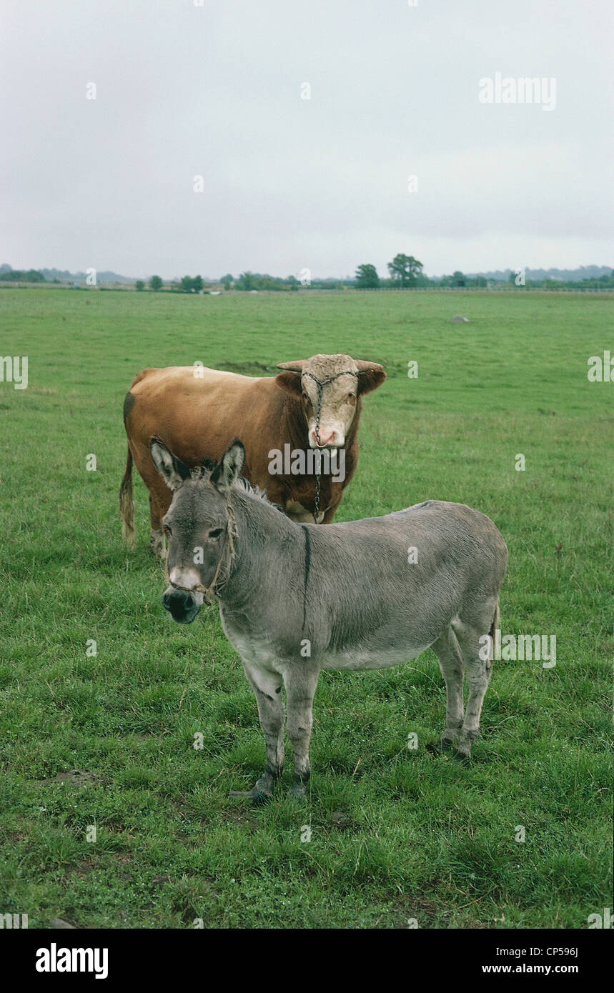 Ireland Bull And Donkey Stock Photo - Alamy