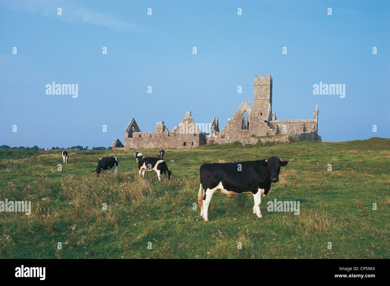 Galway Ireland Cattle Grazing Stock Photo - Alamy