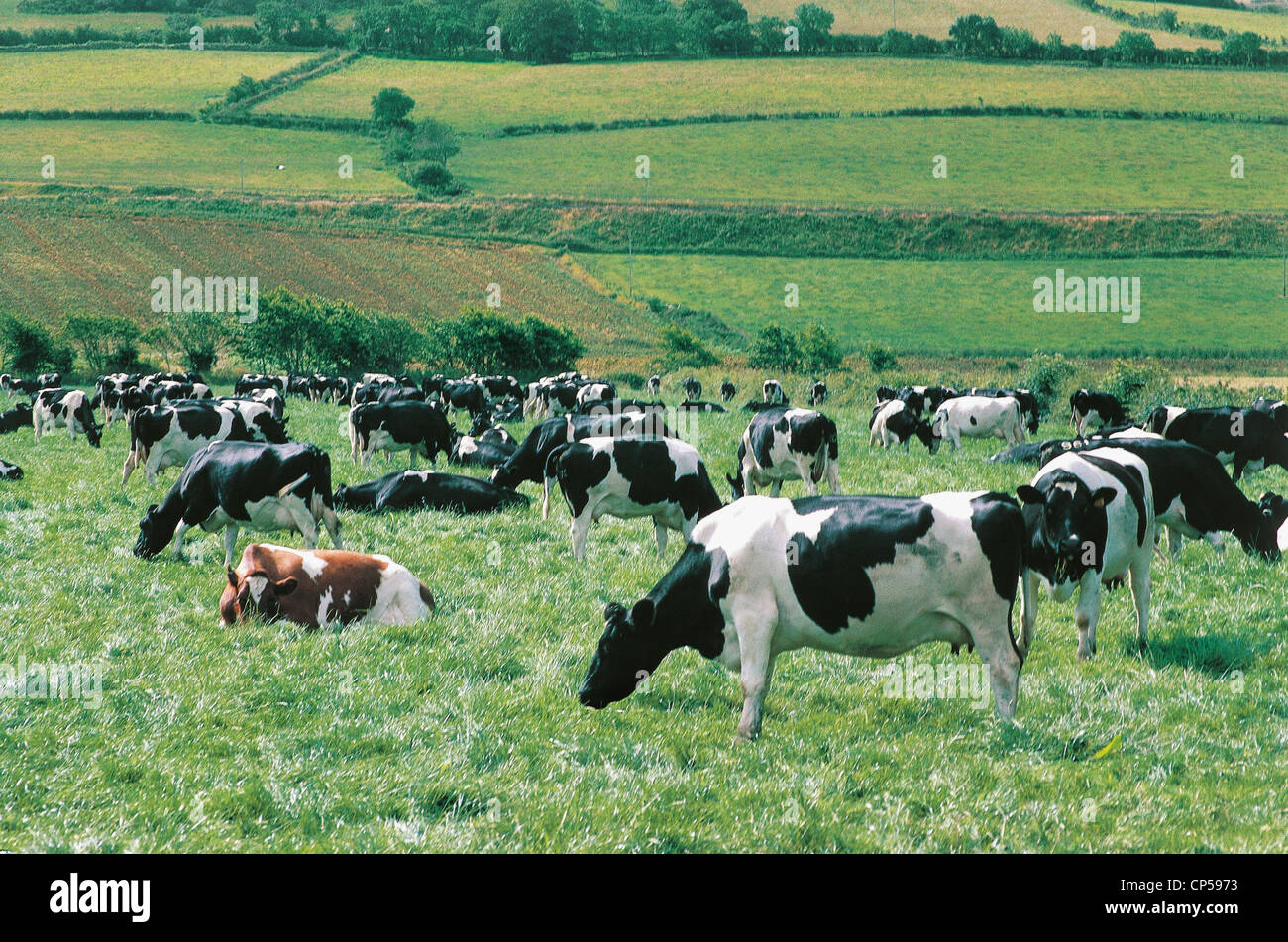 Donegal Ireland Cattle Grazing Stock Photo - Alamy