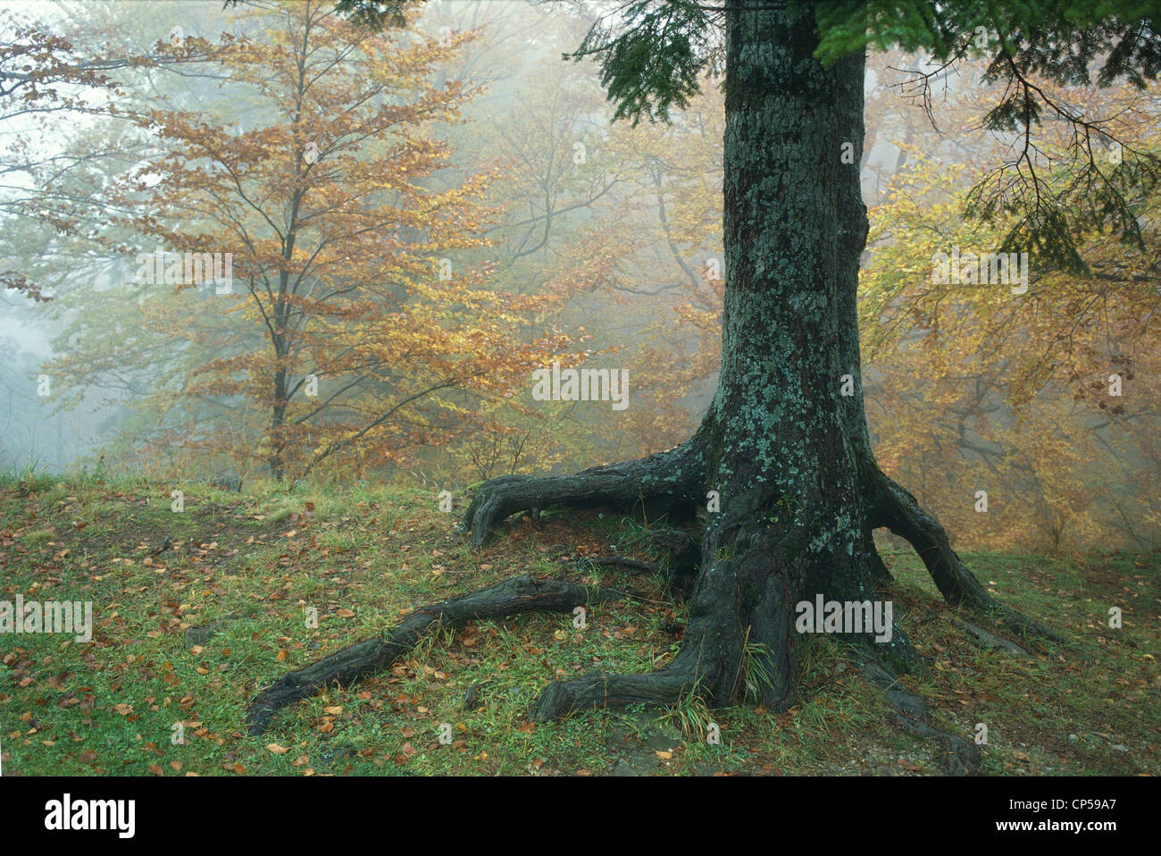 Tuscany - National Park of Casentino Forests (Ar) - Natural Reserve of ...