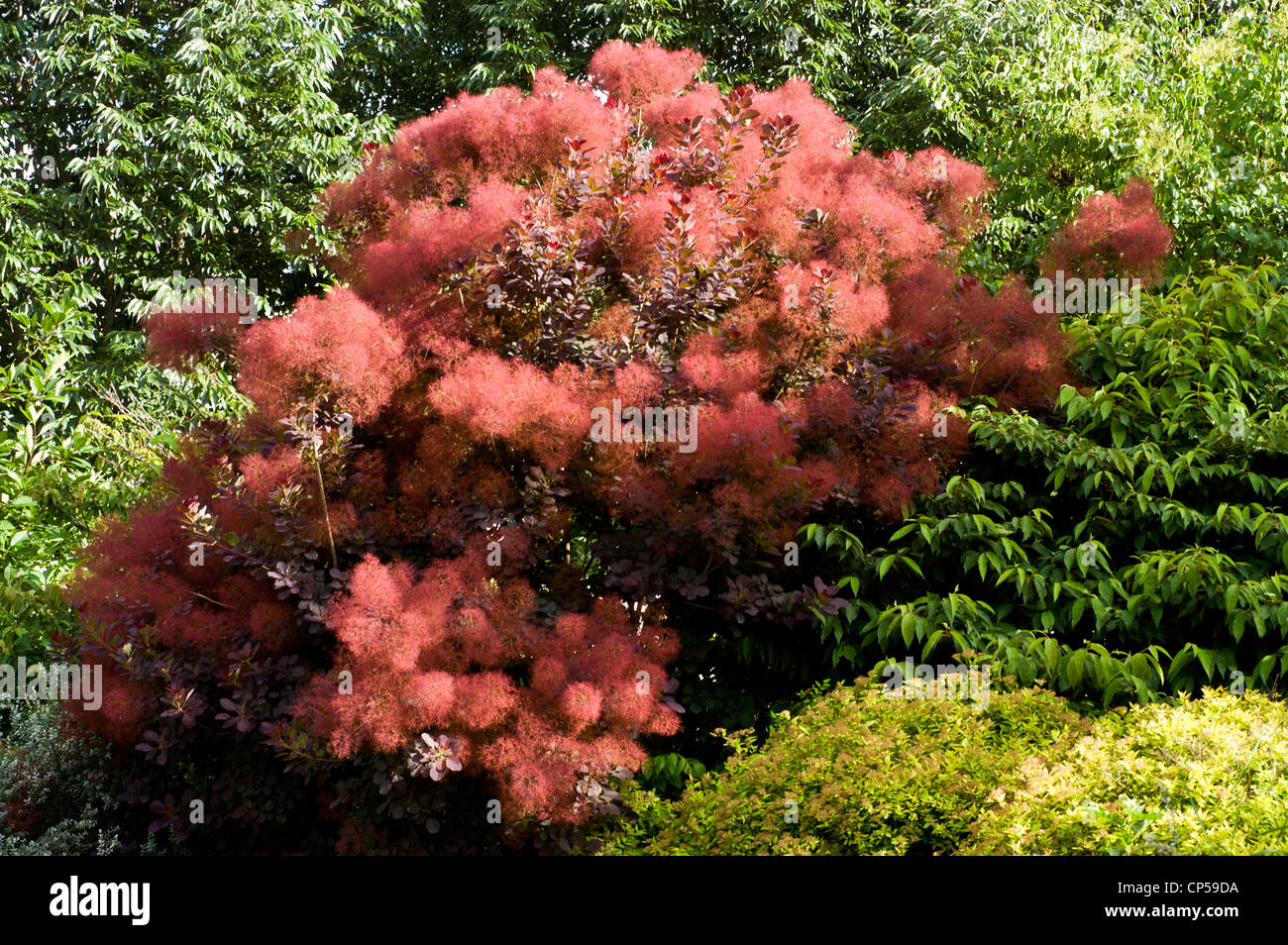 Eurasian smoketree, var Royal Purple, Cotinus coggygria, growing in the ...
