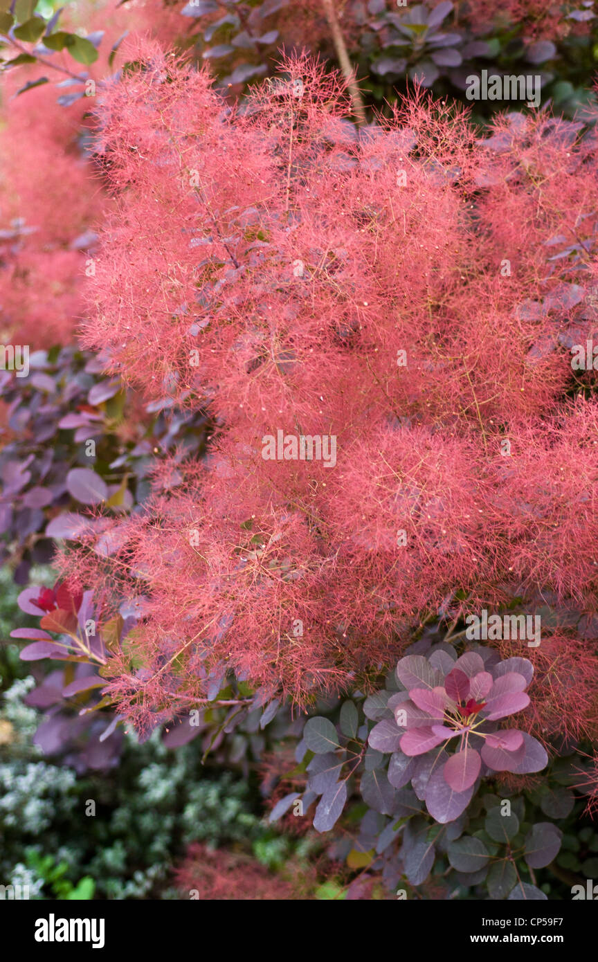 Eurasian smoketree, var Royal Purple, Cotinus coggygria, growing in the ...