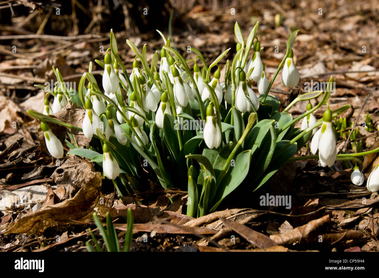Snowdrops spring flowers close hi-res stock photography and images - Alamy