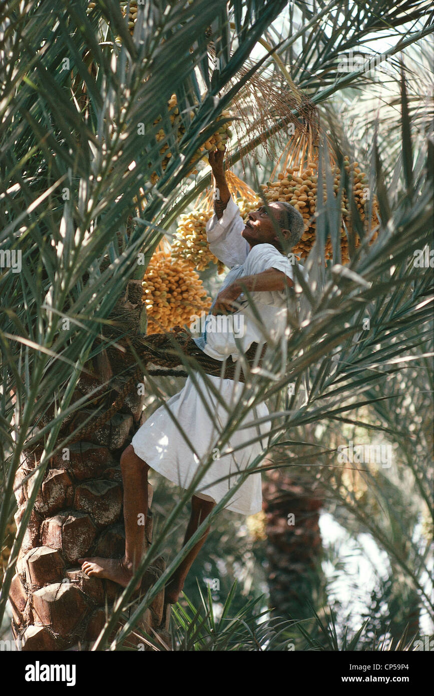 Fayyum EGYPT COLLECTION DATES Stock Photo - Alamy