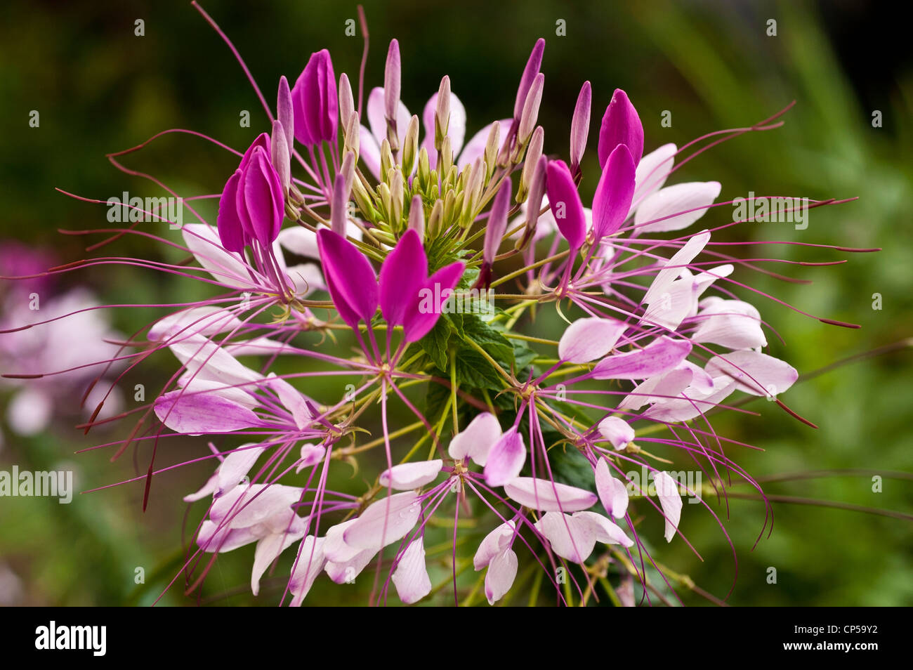 White pink flower of Cleome hassleriana, spider flower, spider plant ...