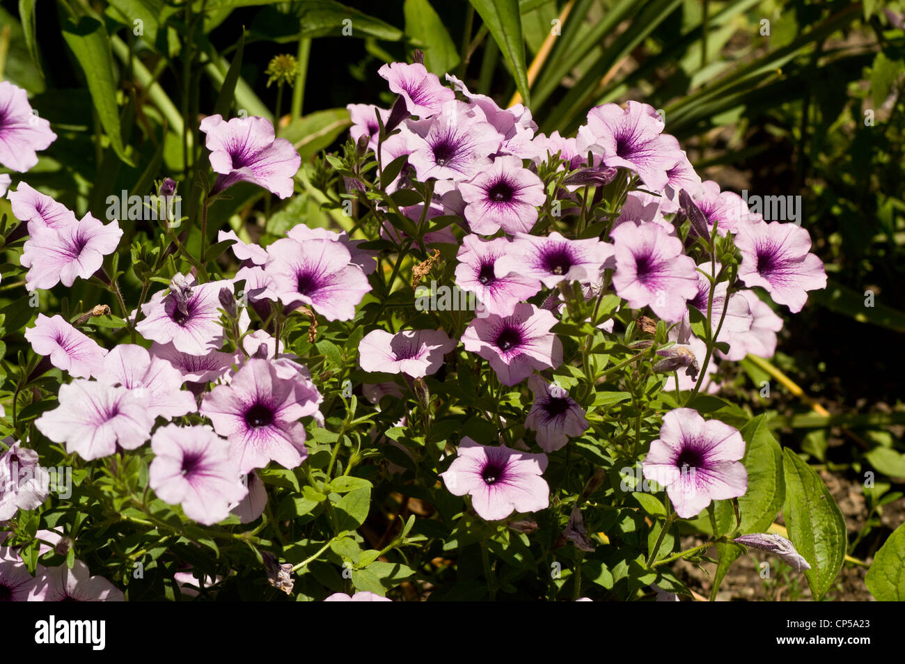 A vibrant cluster of violet surfinia petunia hybrid flowers blooming in ...
