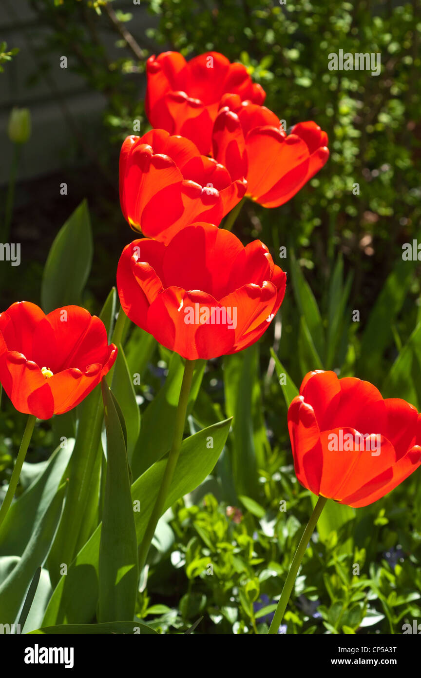 Six tulips hi-res stock photography and images - Alamy