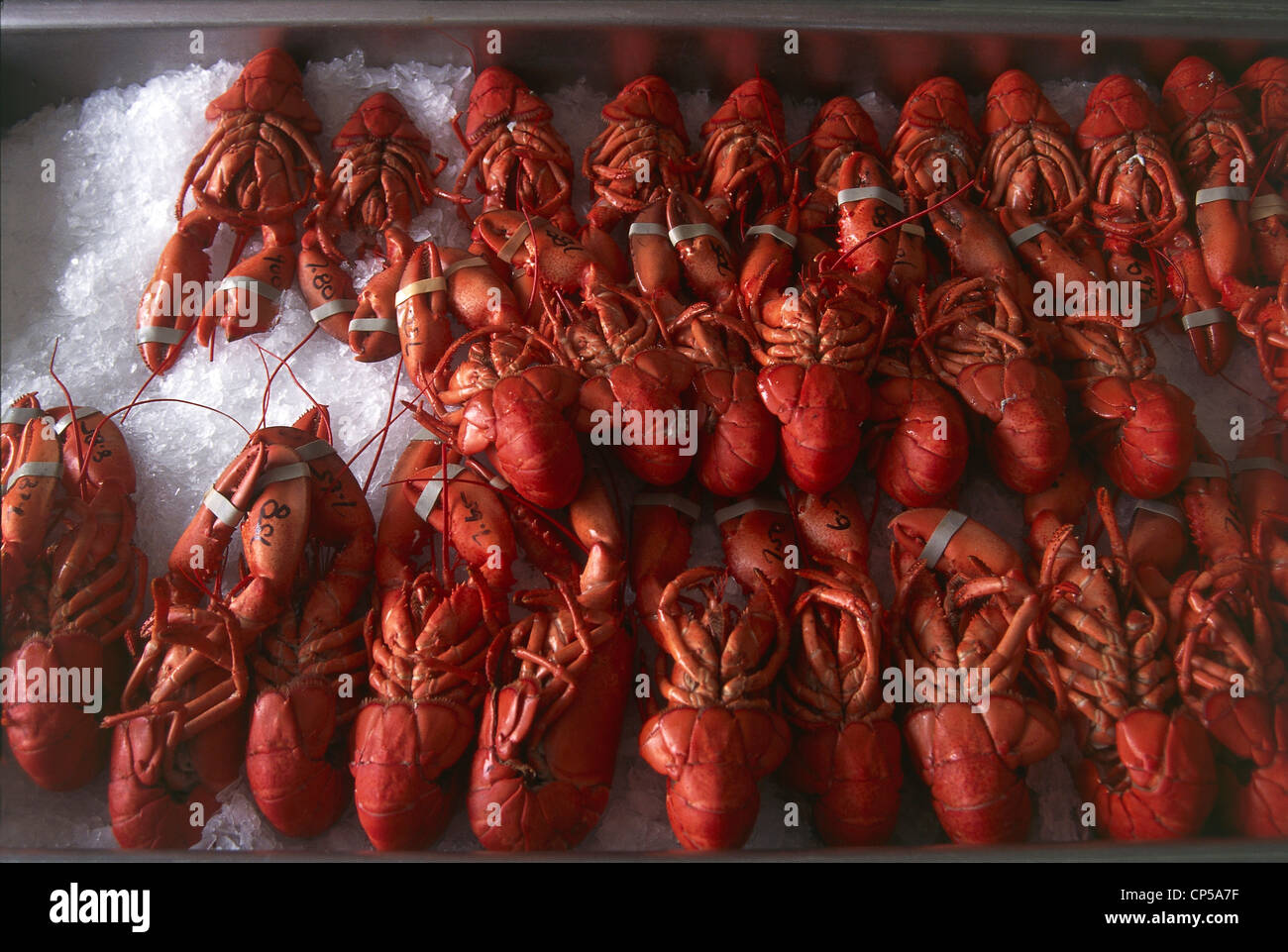 American lobster (homarus americanus) hi-res stock photography and ...