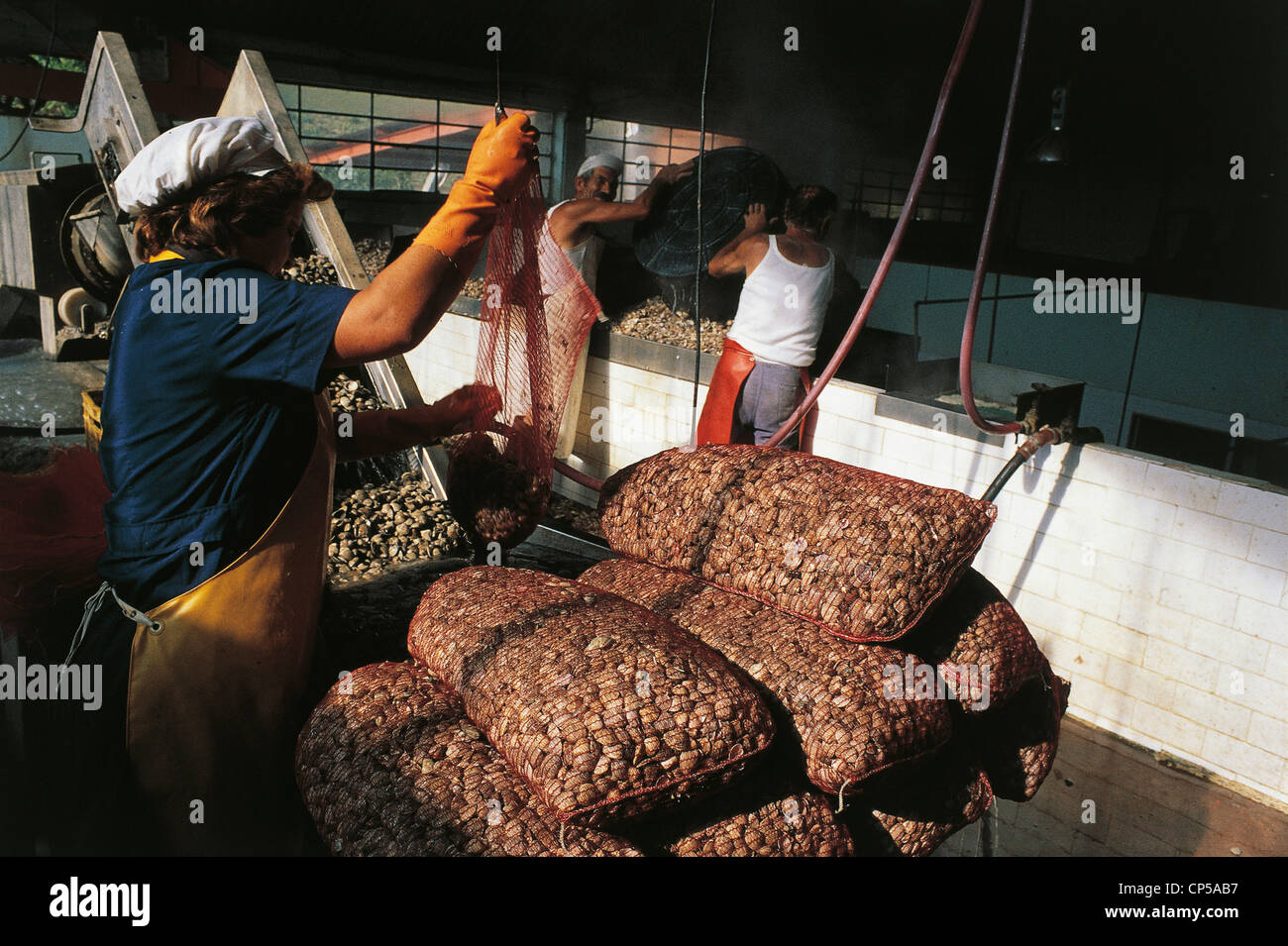 Clam processing hi-res stock photography and images - Alamy