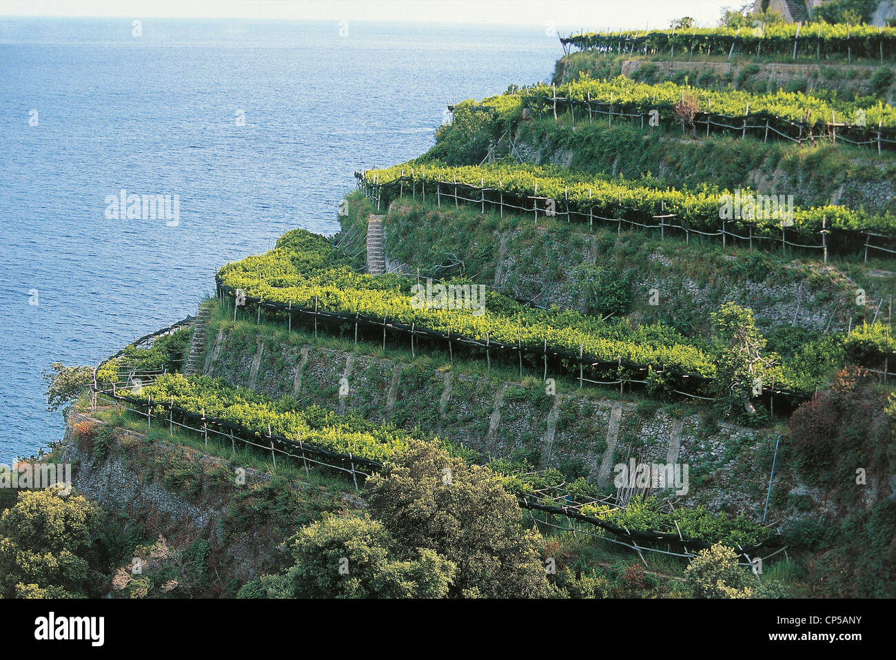 Campania - Amalfi Coast, citrus Stock Photo - Alamy
