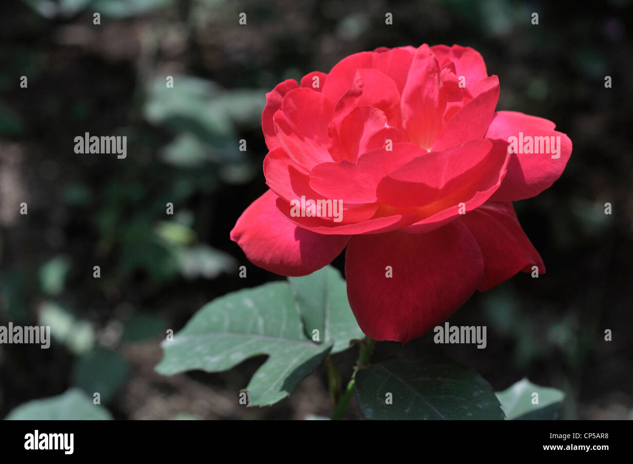 China rose leaf hi-res stock photography and images - Alamy