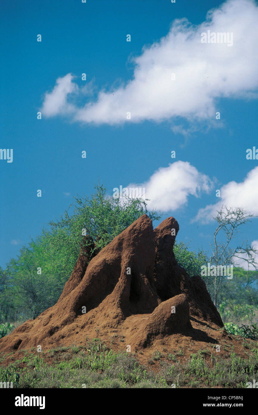KENYA Namanga Termitarium Stock Photo - Alamy