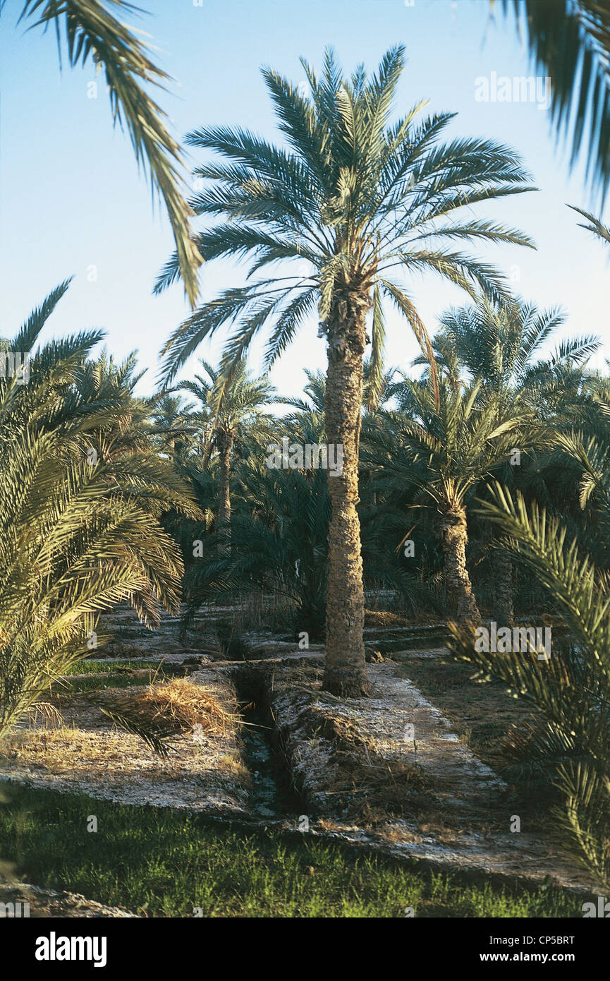 Algeria - Oasis Touggourt. Irrigation canals in a palm grove Stock ...