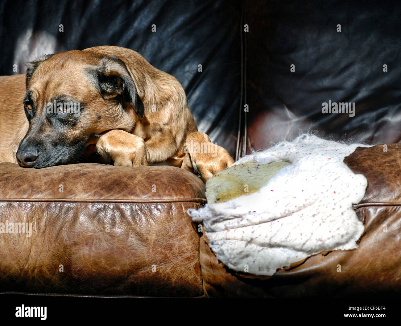 Bad dog face hi-res stock photography and images - Alamy