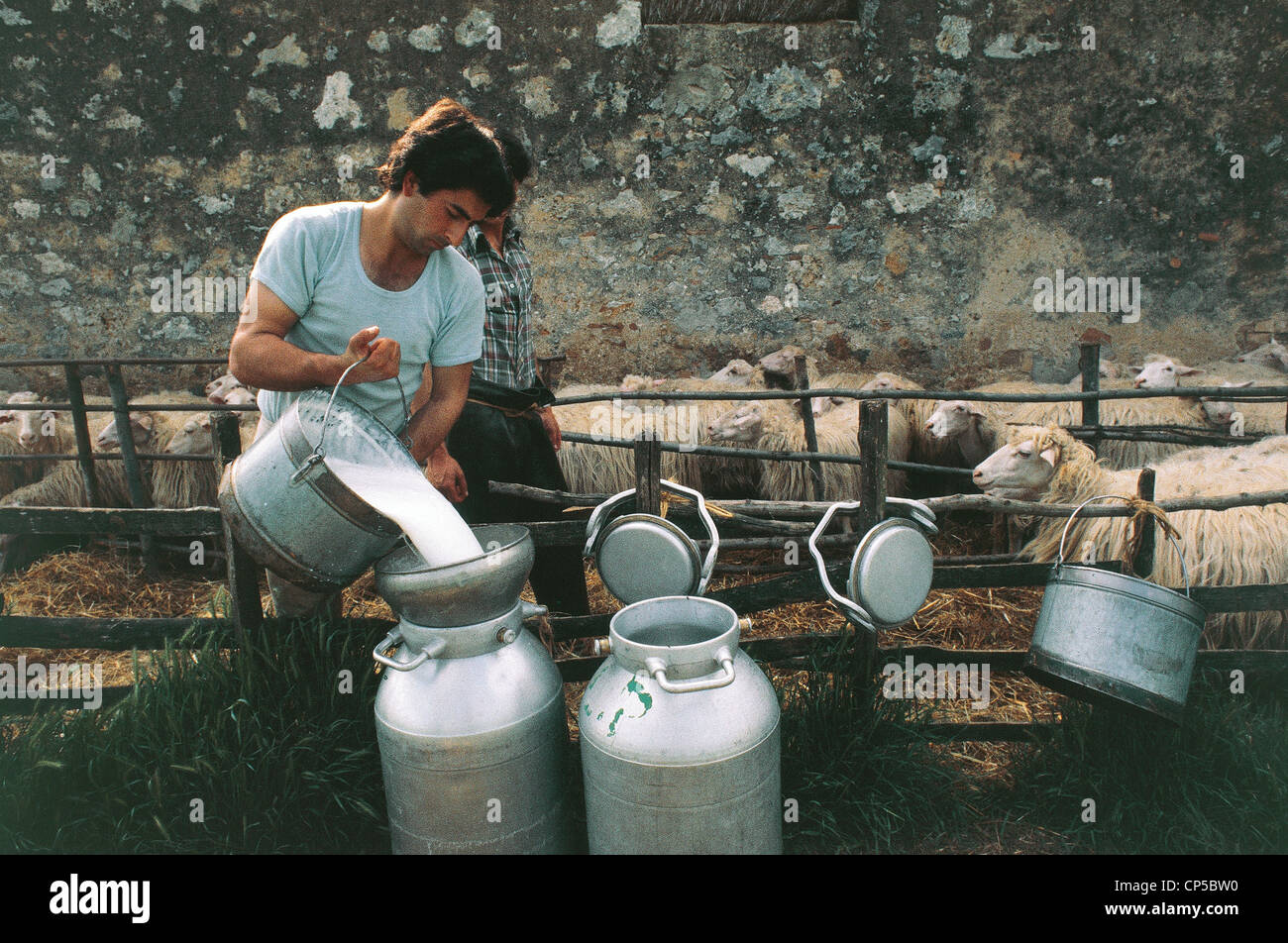 Milking sheep hi-res stock photography and images - Alamy