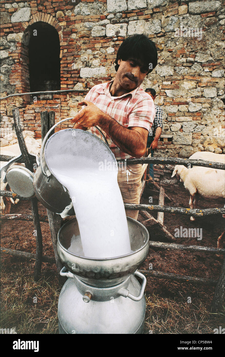 Milking Sheep In Rural Tuscany Siena Stock Photo - Alamy