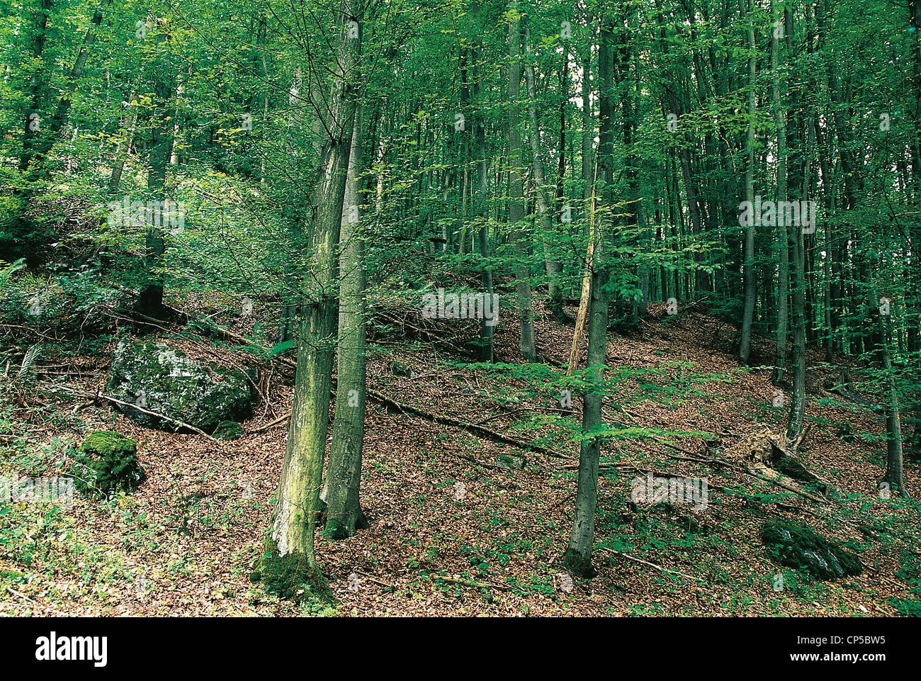 Taunus hi-res stock photography and images - Alamy