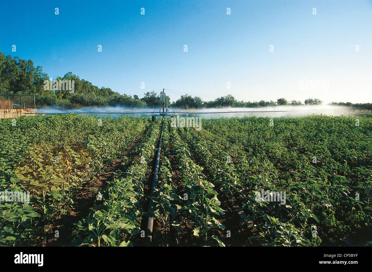 Puglia Tables Irrigation Stock Photo - Alamy