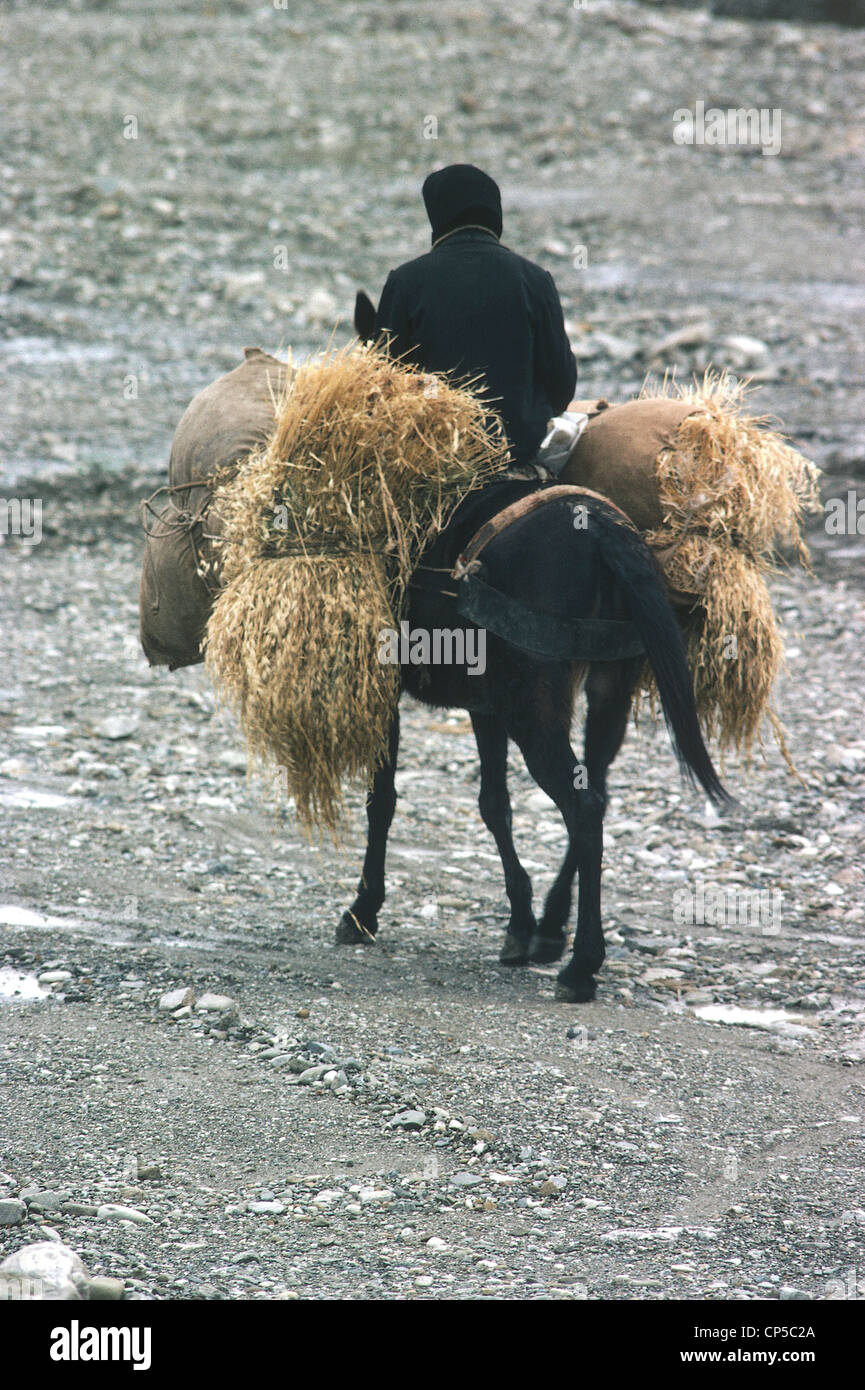 Man with a mule hi-res stock photography and images - Alamy