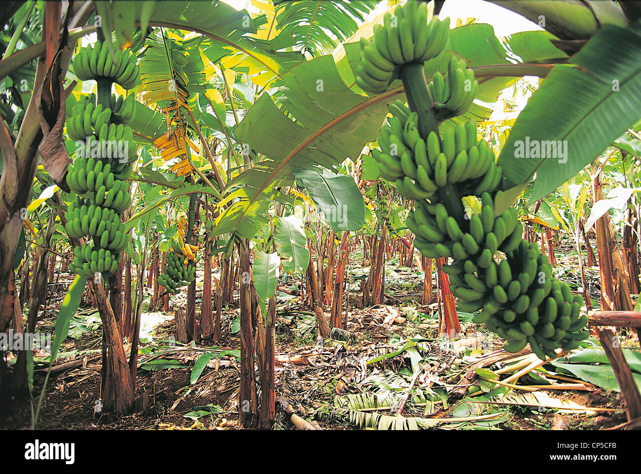 Guadeloupe france plantation hi-res stock photography and images - Alamy