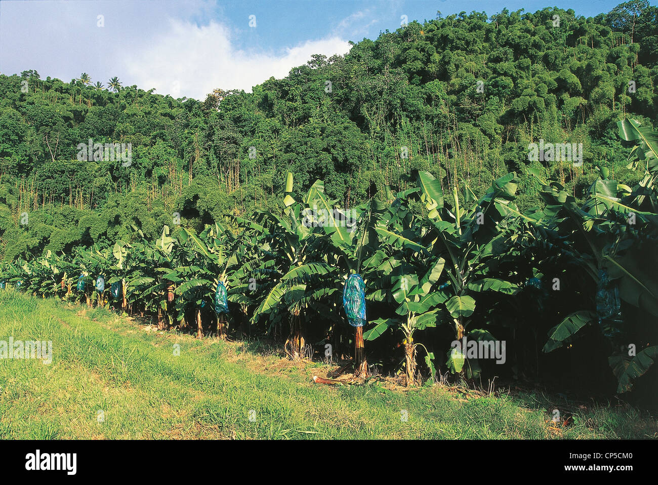 DOMINICA banana growers Stock Photo - Alamy