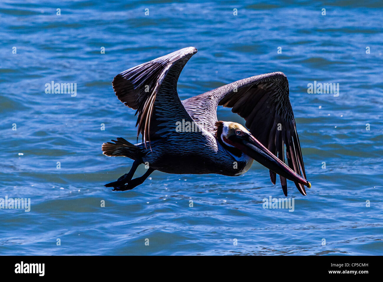 Big beautiful pelican flying hi-res stock photography and images - Alamy