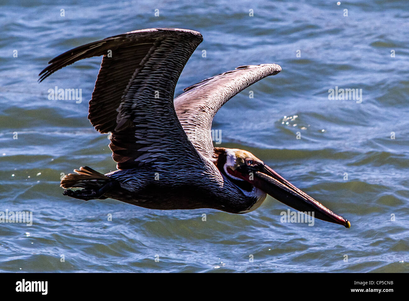 Flying Brown Pelican Stock Photo - Alamy