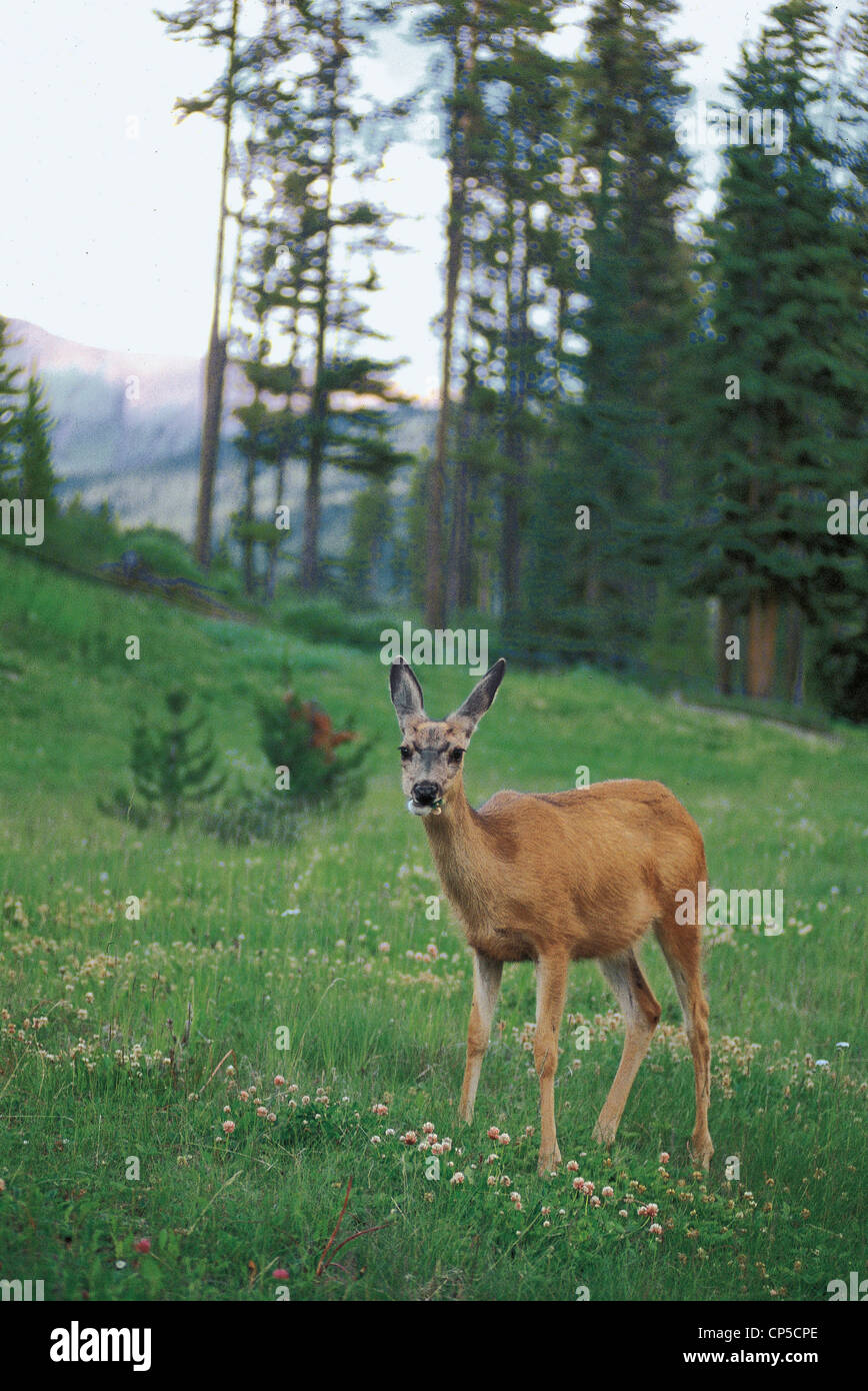 Zoology Cervids: Female Deer Alberta Canada Jasper Park Stock Photo - Alamy