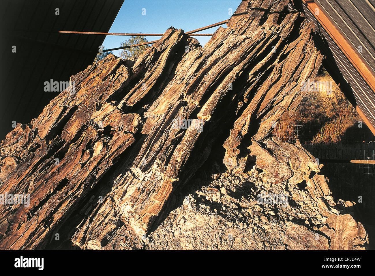 Fossil wood hi-res stock photography and images - Alamy