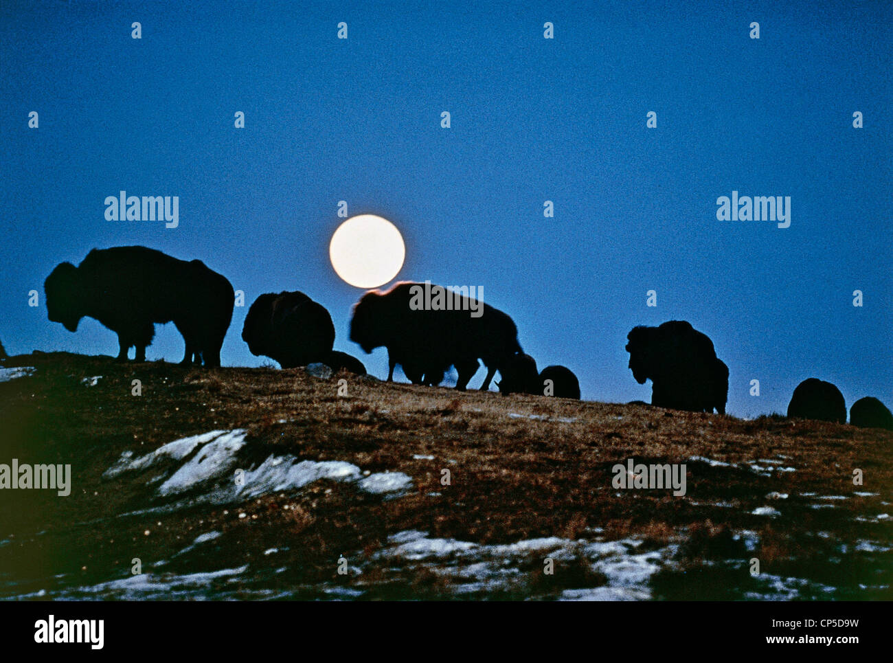 Canada - Saskatchewan - Herd of bison. Night Stock Photo - Alamy
