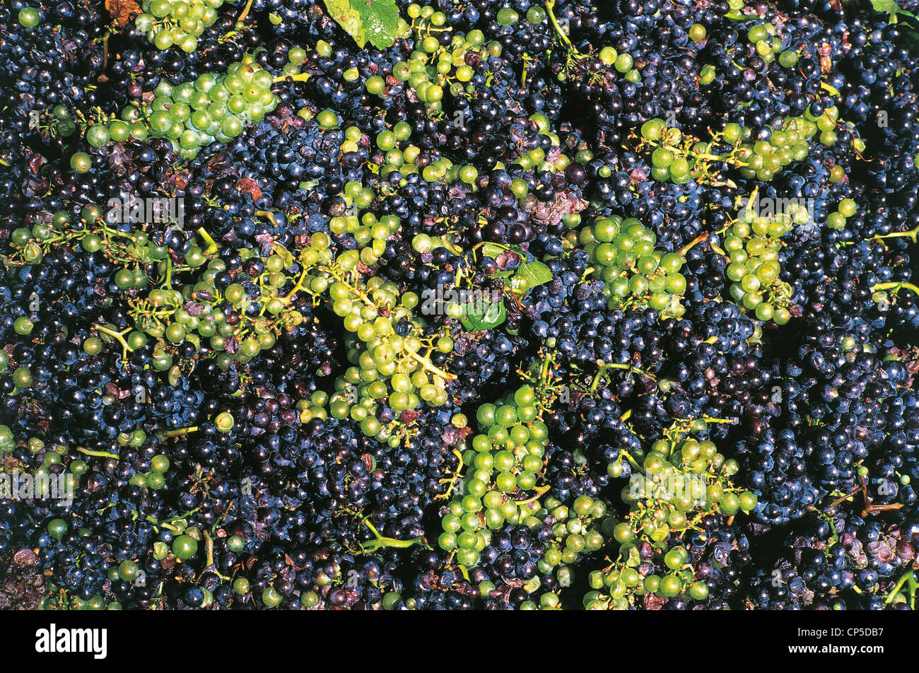 BUNCH sour grapes METHOD FOR CHAMPENOISE TRENTINO Stock Photo - Alamy