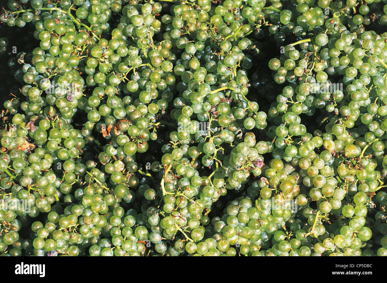 Champenoise method hi-res stock photography and images - Alamy