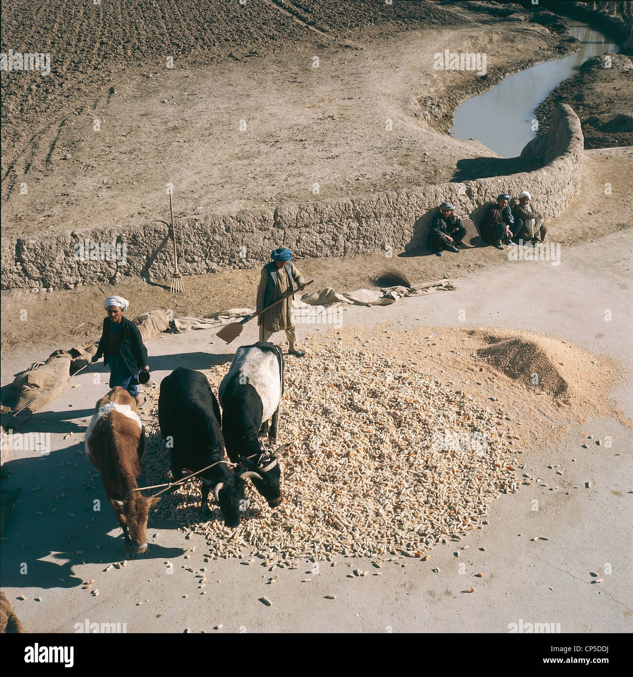 Maize shelling hi-res stock photography and images - Alamy