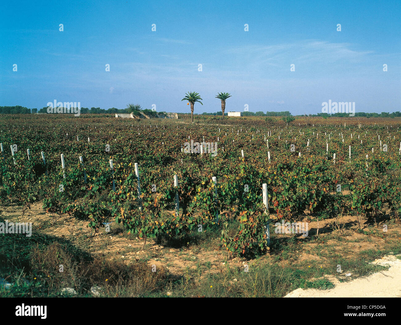 Apulia Salento VINEYARDS Stock Photo - Alamy